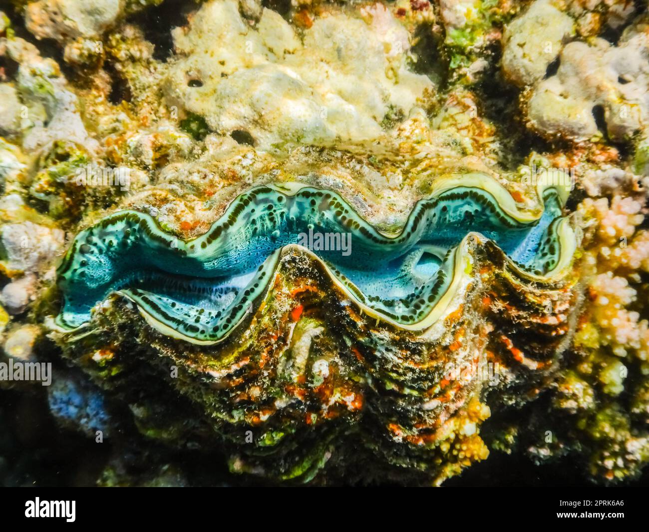 wonderful giant clam at the coral reef in the red sea egypt Stock Photo ...