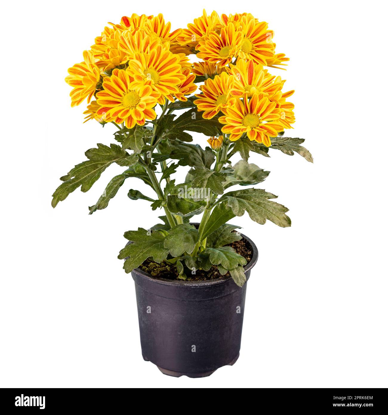 Chrysanthemum flowers with green leaves in pot isolated on white ...