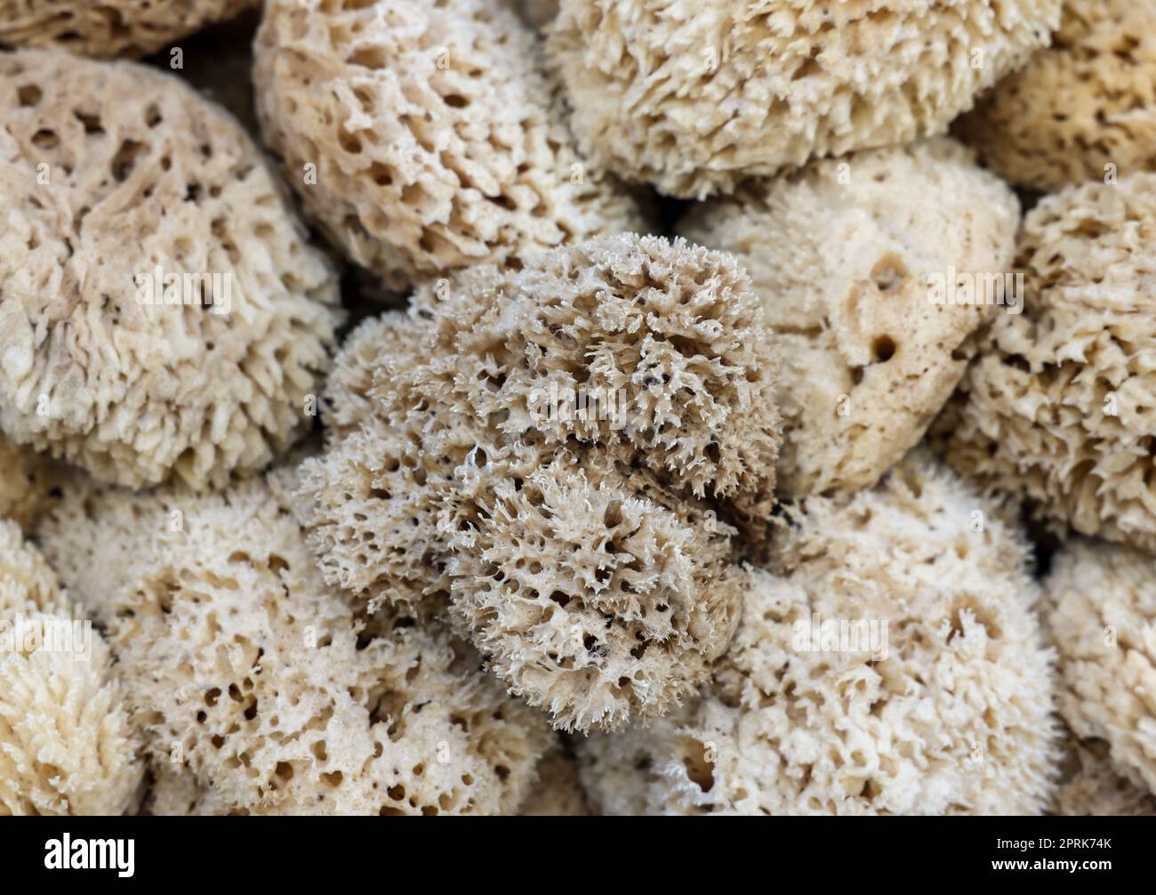 Natural sponges in local market. Rethymnon, Crete , Greece Stock Photo ...