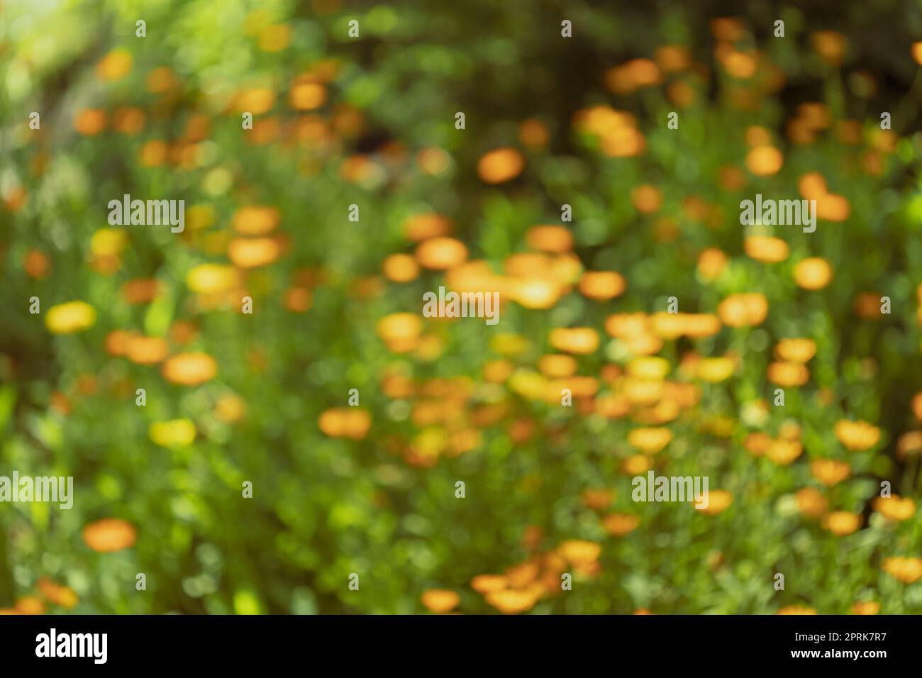 Nature Colorful Natural Blurred Background Of Out Of Focus Meadow. Bokeh, Boke Wild Flowers ...