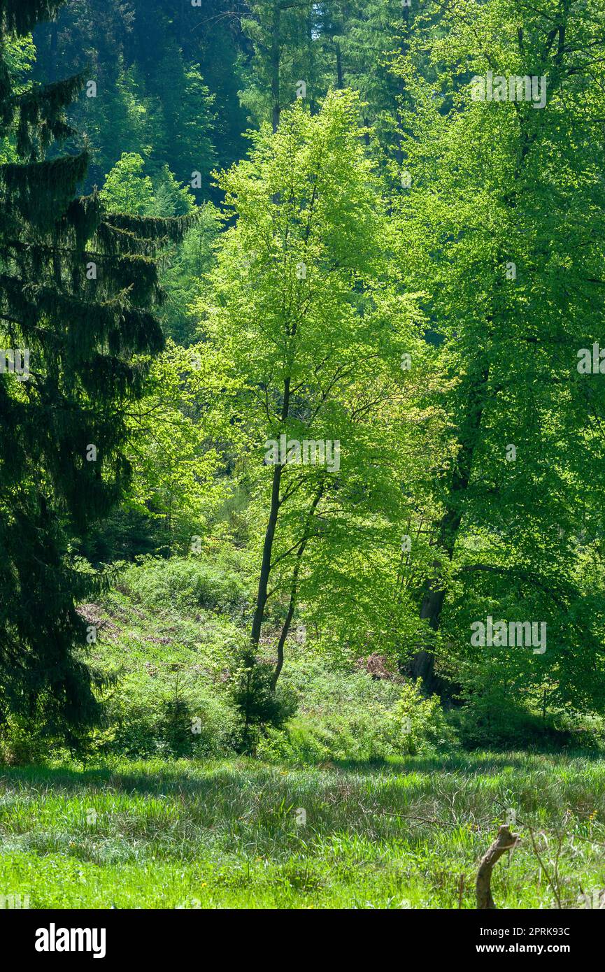 Rodalben germany hi-res stock photography and images - Alamy