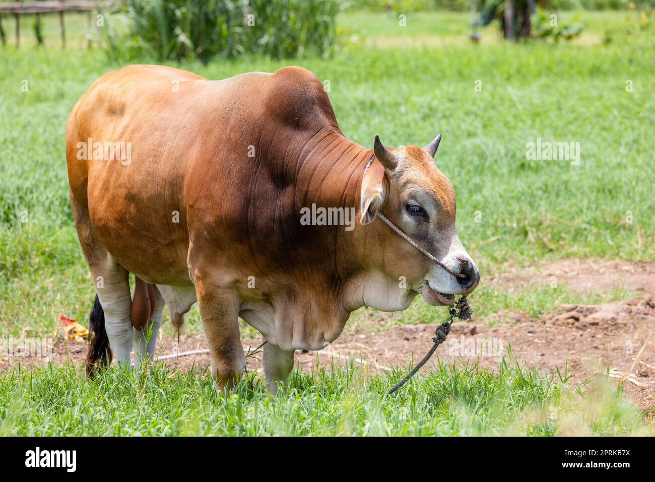 Cattle taiwan hi-res stock photography and images - Alamy
