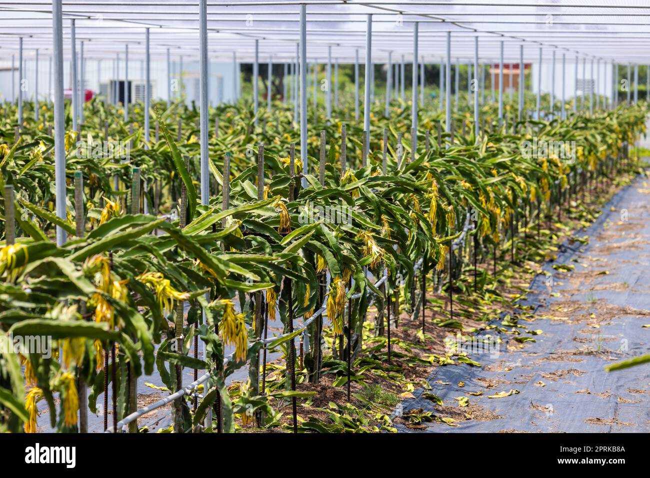 Dragon fruit field in glasshouse Stock Photo - Alamy