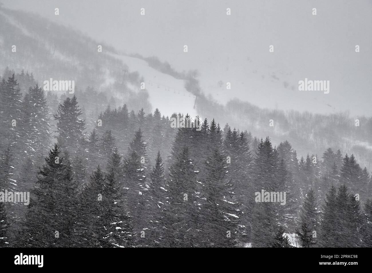 Forest in winter snow falling heavily blown by wind Stock Photo - Alamy