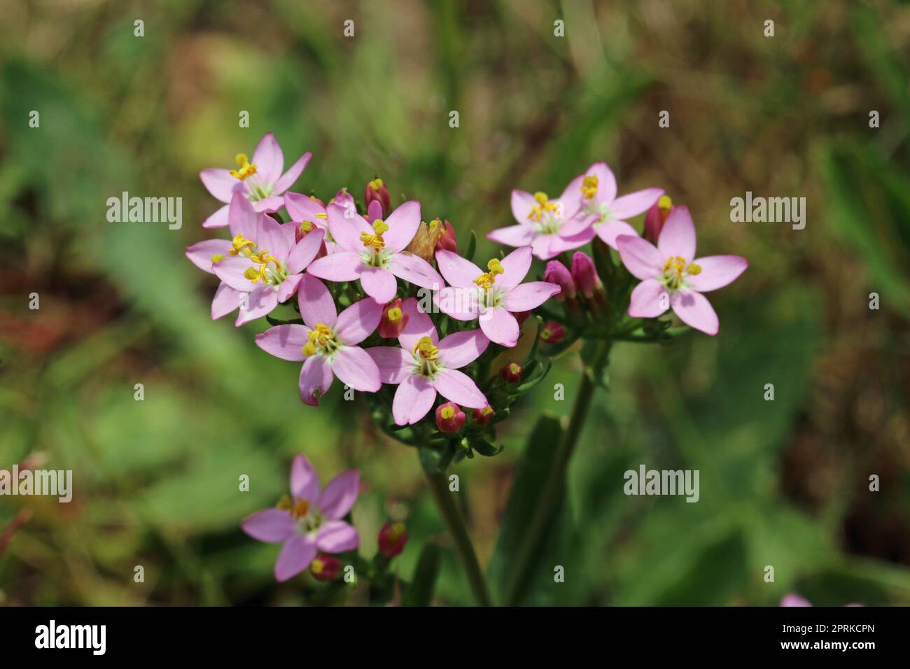 Pink centaury, Centaurium erythraea, flowers in clusters in close up ...