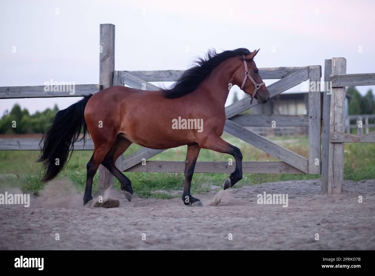 A running bay mare with a black mane, walks in the levada in the summer ...