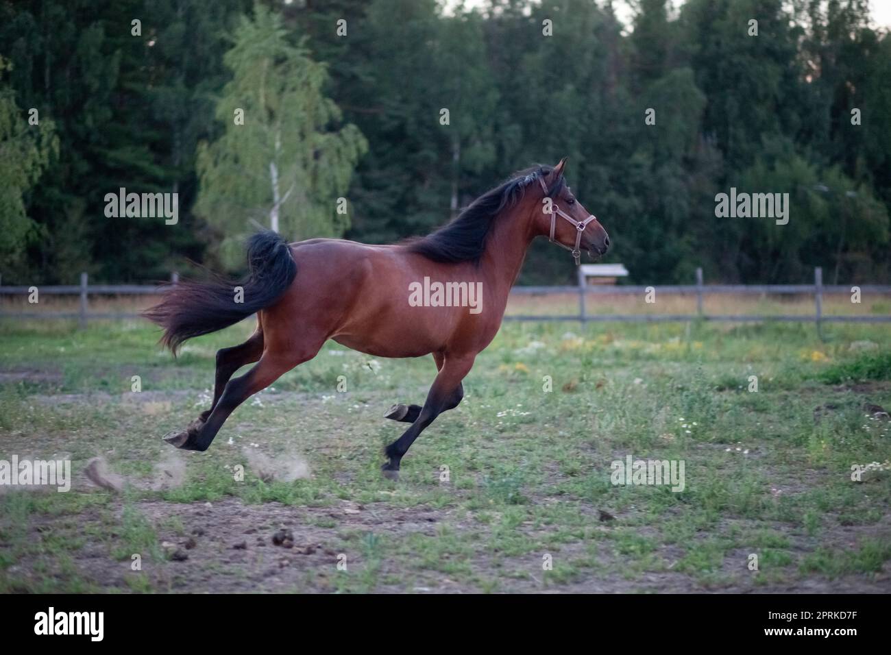 Chestnut under tail hi-res stock photography and images - Alamy