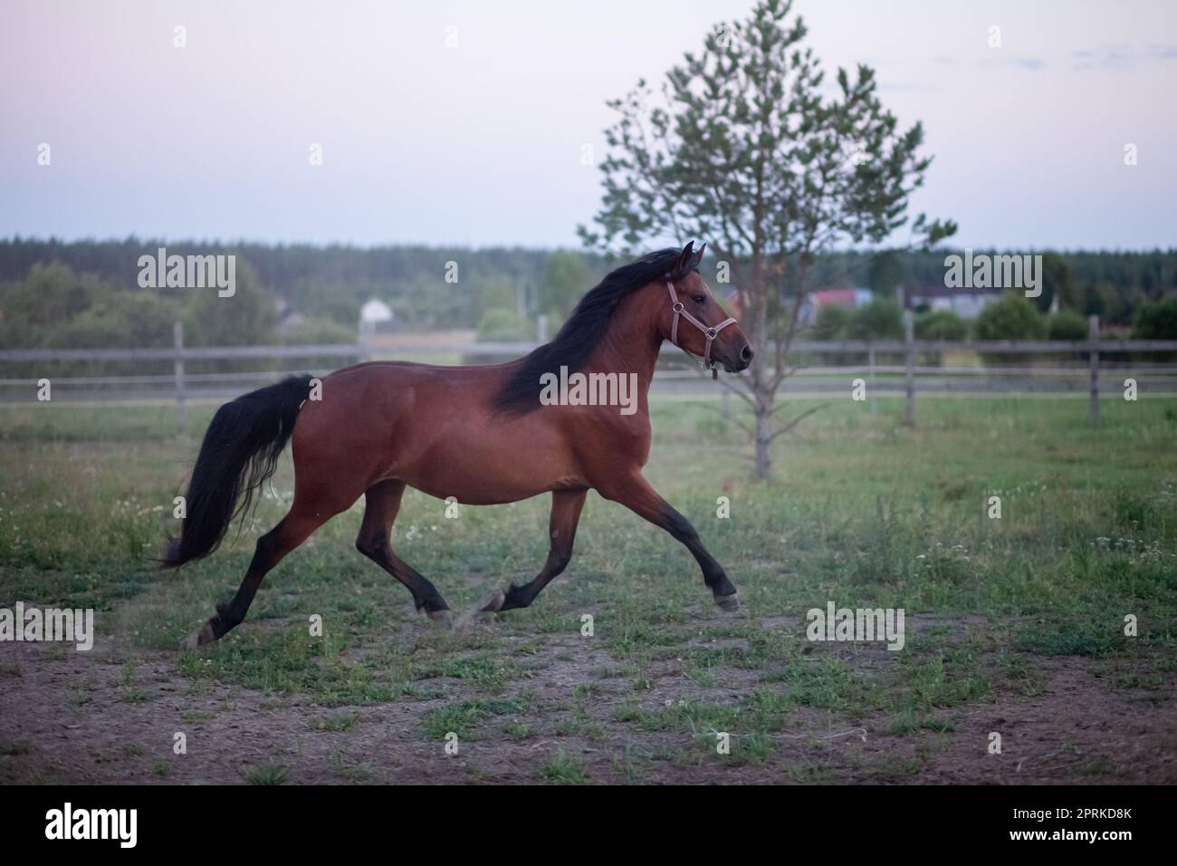 A running bay mare with a black mane, trotting in the levada in the ...
