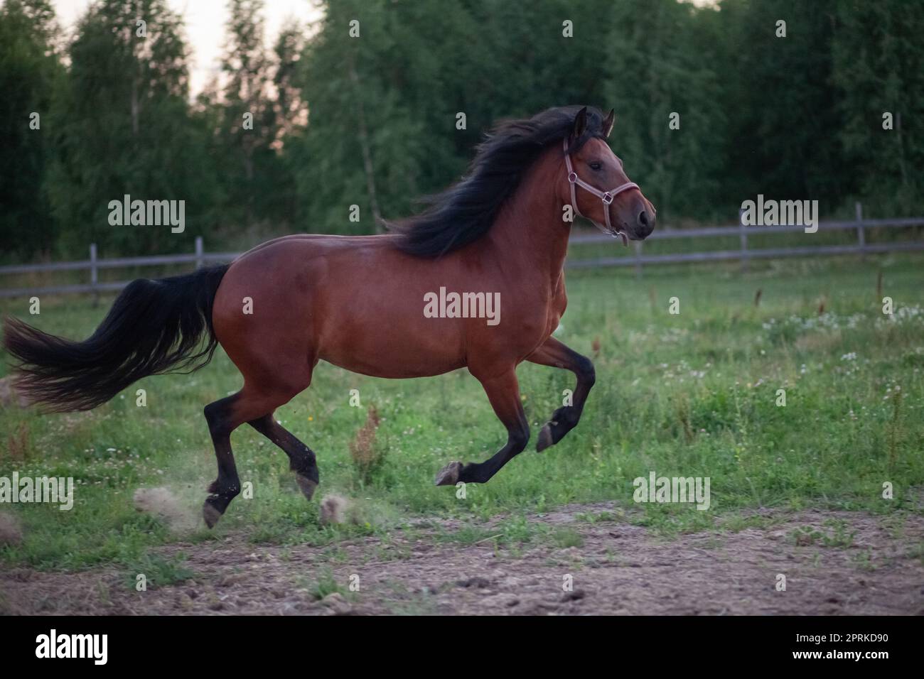 A running bay mare with a black mane, gallops in Levada in the summer ...