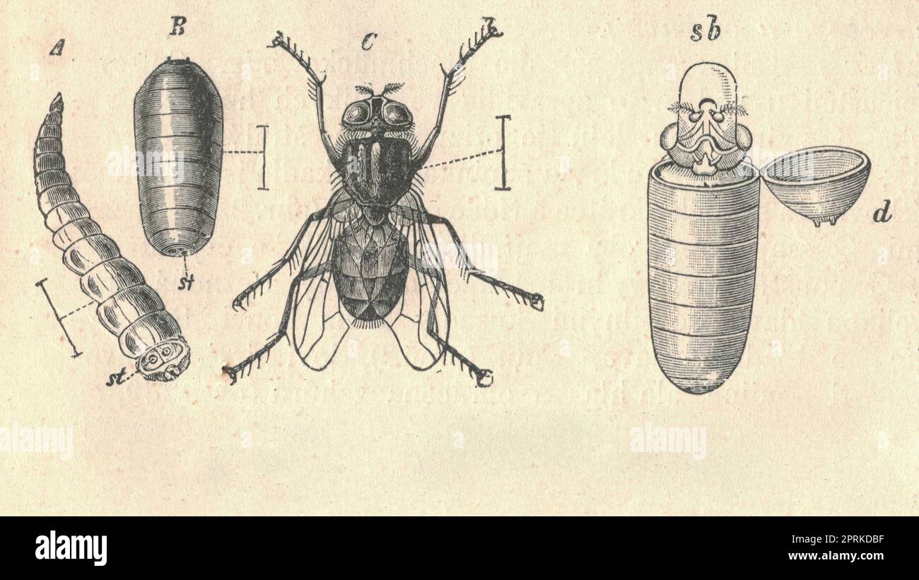 Antique engraved illustration of the housefly (Musca domestica ...