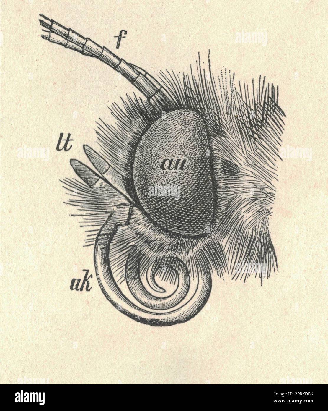 Vintage illustration of the butterfly head, strongly enlarged. Antique ...