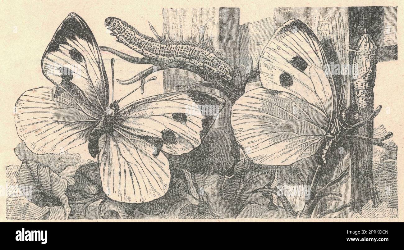 Vintage illustration of the cabbage white. Antique picture of the large ...