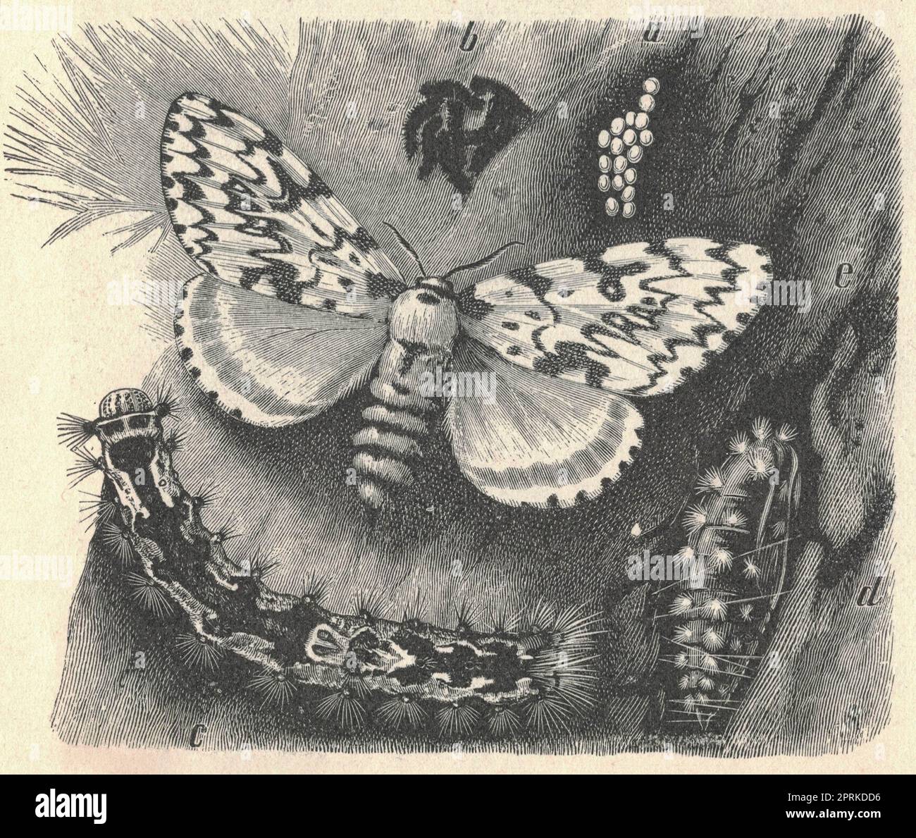 Antique engraved illustration of the black arches metamorphosis ...