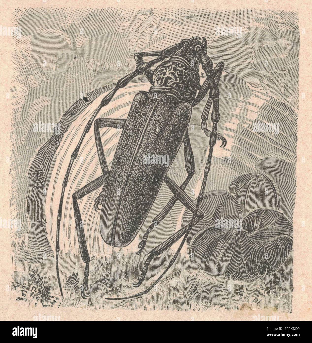 Antique engraved illustration of the longhorn beetle. Vintage ...