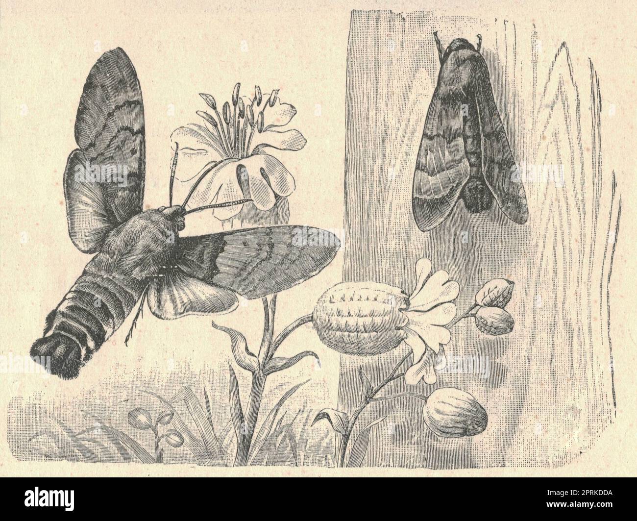 Antique engraved illustration of the hummingbird hawk-moth. Vintage ...