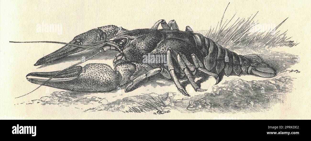 Antique engraved illustration of the crayfish. Vintage illustration of ...