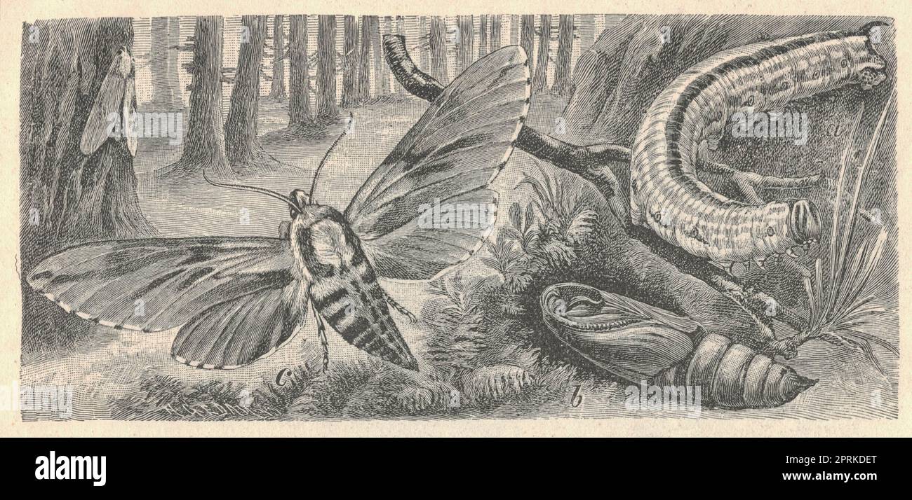 Antique engraved illustration of the pine hawk-moth metamorphosis ...