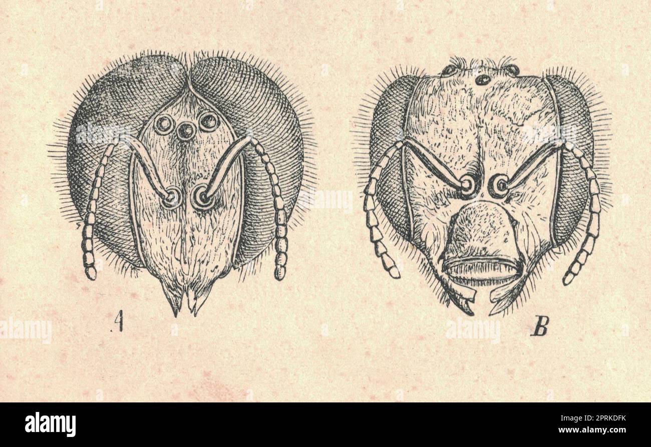 Antique engraved illustration of the western honey bee heads. Vintage ...