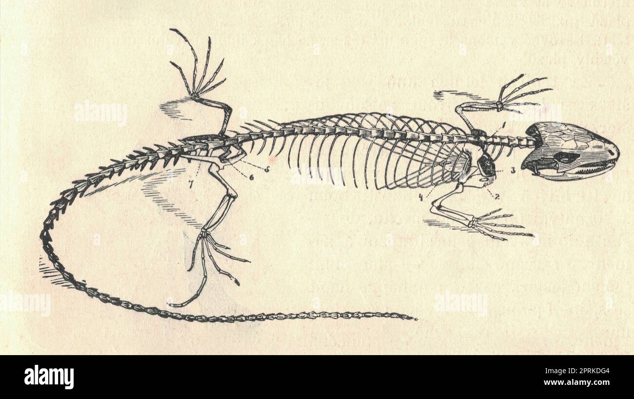 Lizard Skeleton Diagram