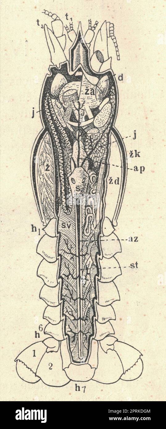 Antique engraved illustration of the crayfish (body parts). Vintage ...