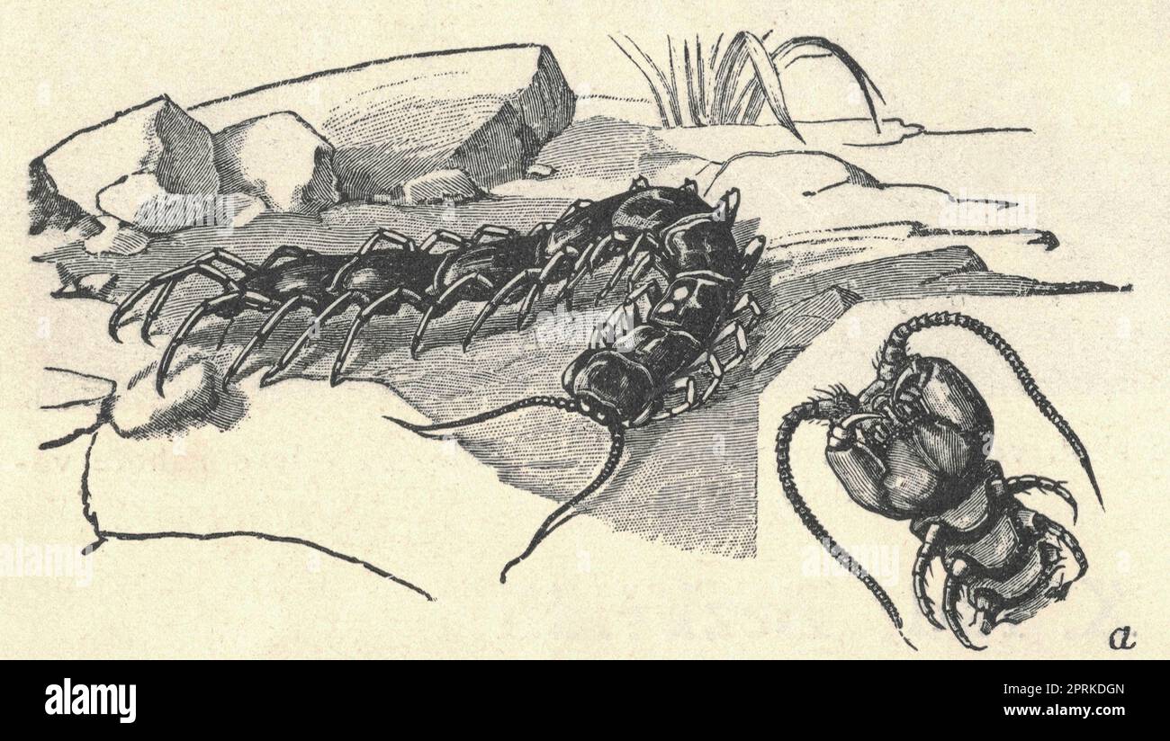 Antique engraved illustration of the brown centipede. Vintage ...