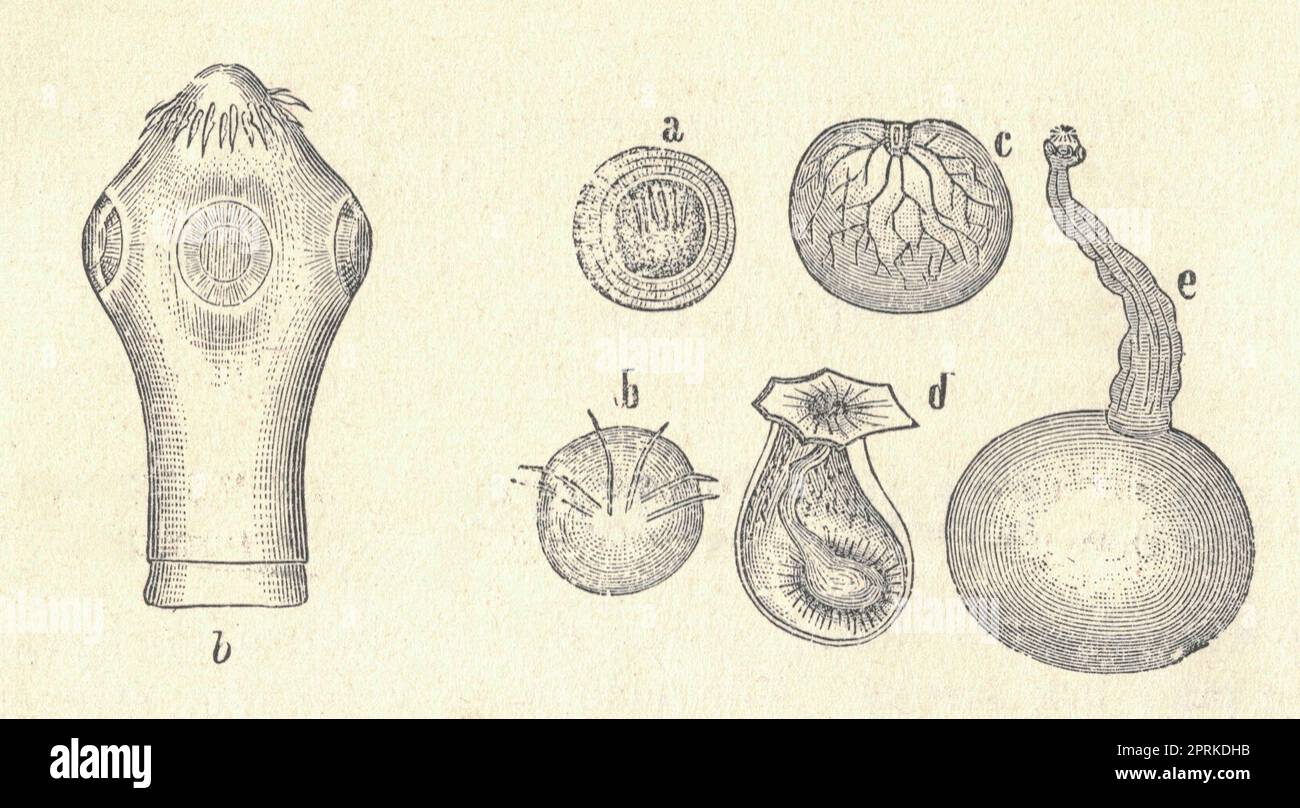Antique engraved illustration of the tapeworm. Vintage illustration of ...