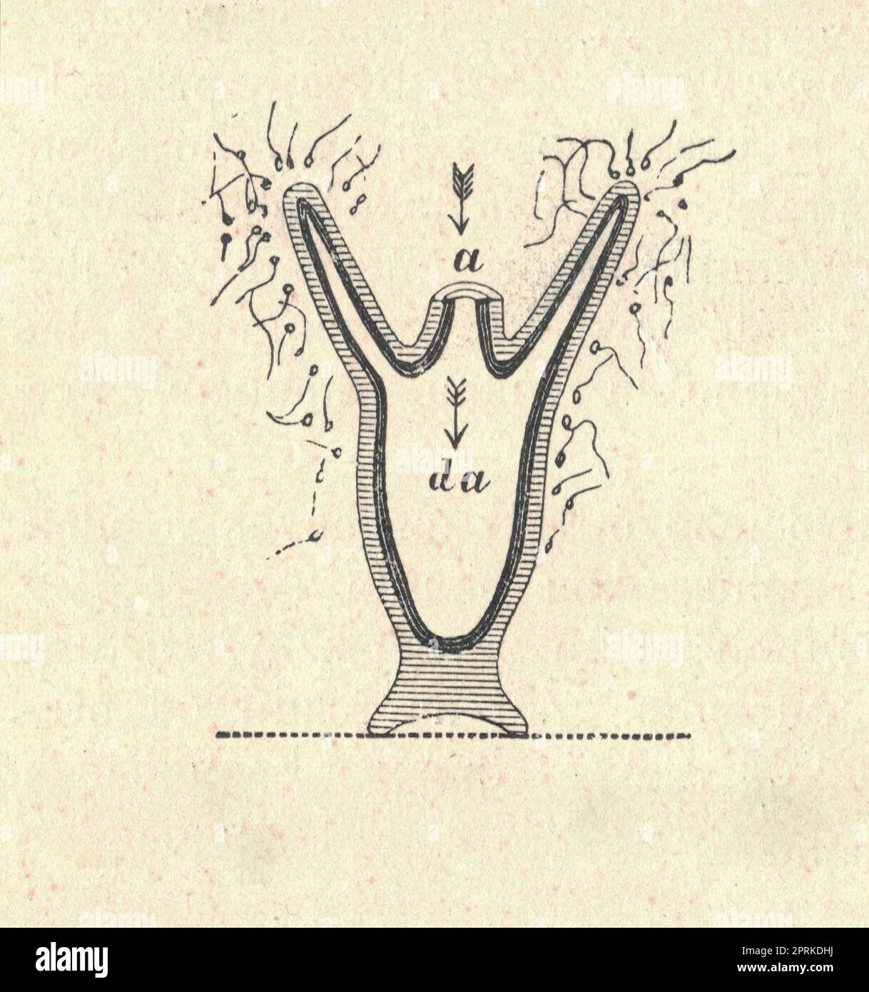 Antique engraved illustration of the hydra. Vintage illustration of the ...