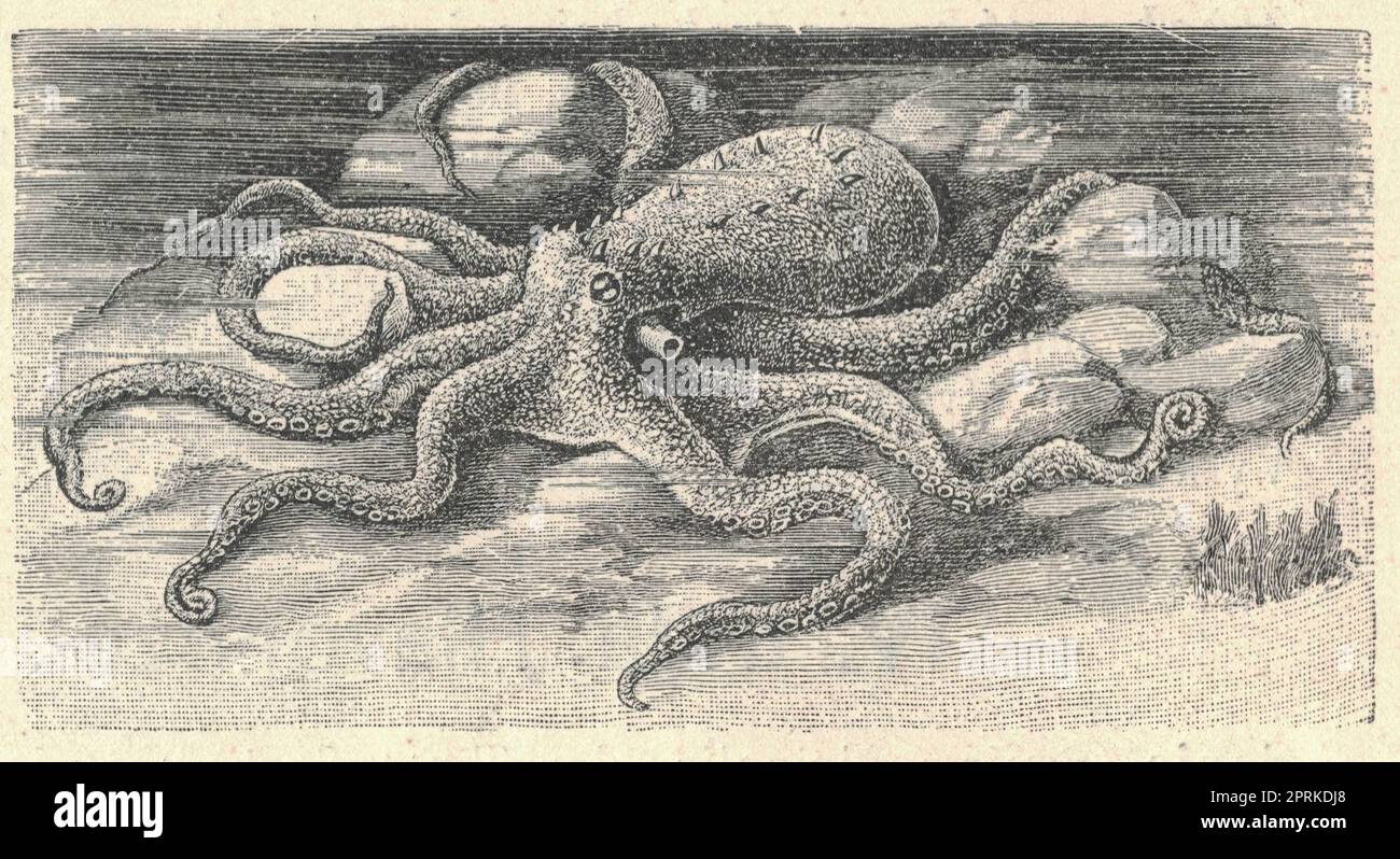 Antique engraved illustration of the common octopus . Vintage ...