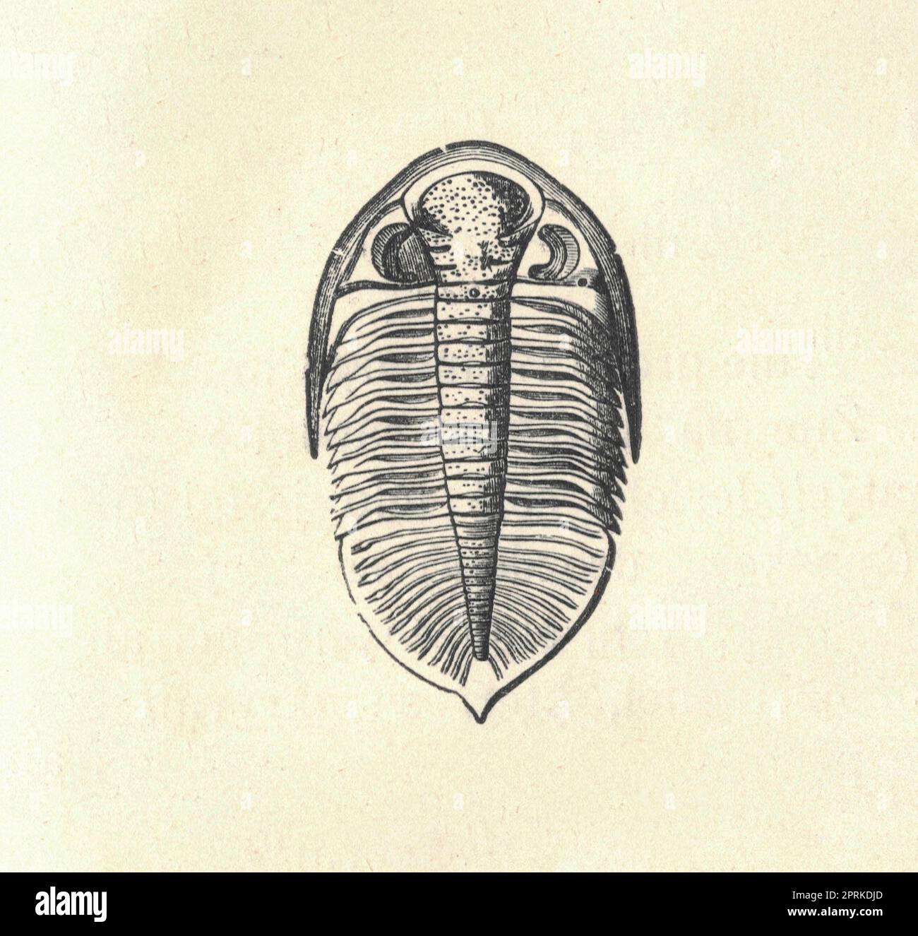 Trilobite Drawing