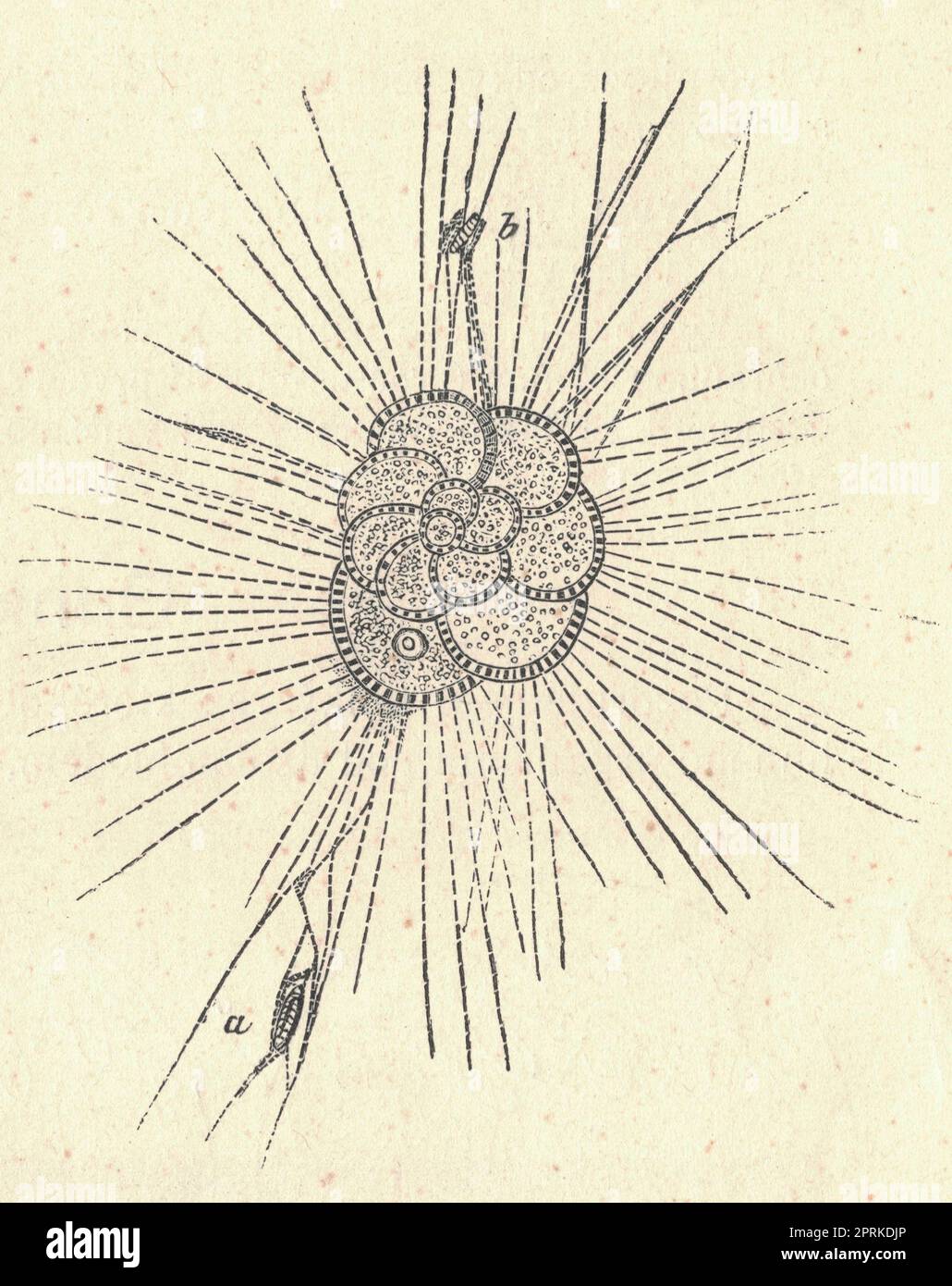 Antique engraved illustration of a foraminifera. Vintage illustration ...