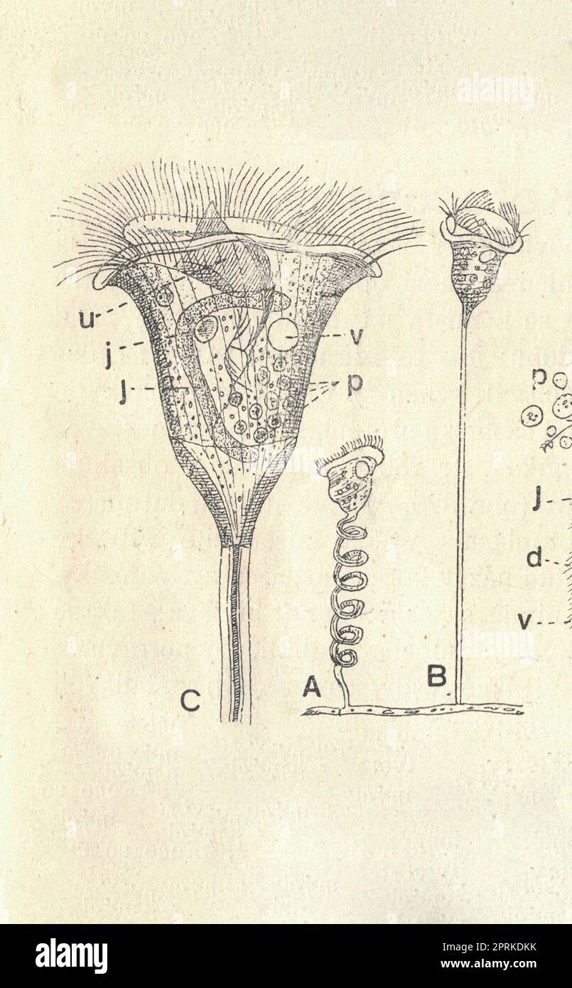 Antique engraved illustration of a bell animalcule. Vintage ...