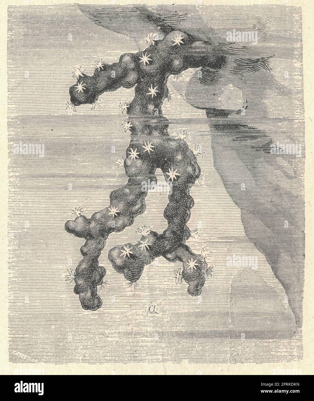 Antique engraved illustration of the a precious coral. Vintage ...