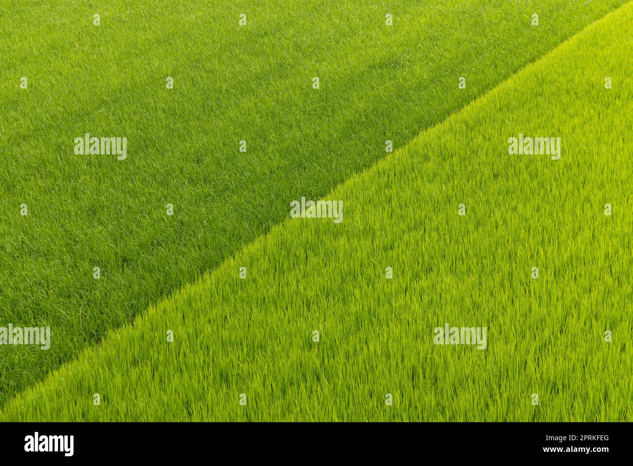 Fresh paddy rice field meadow Stock Photo - Alamy