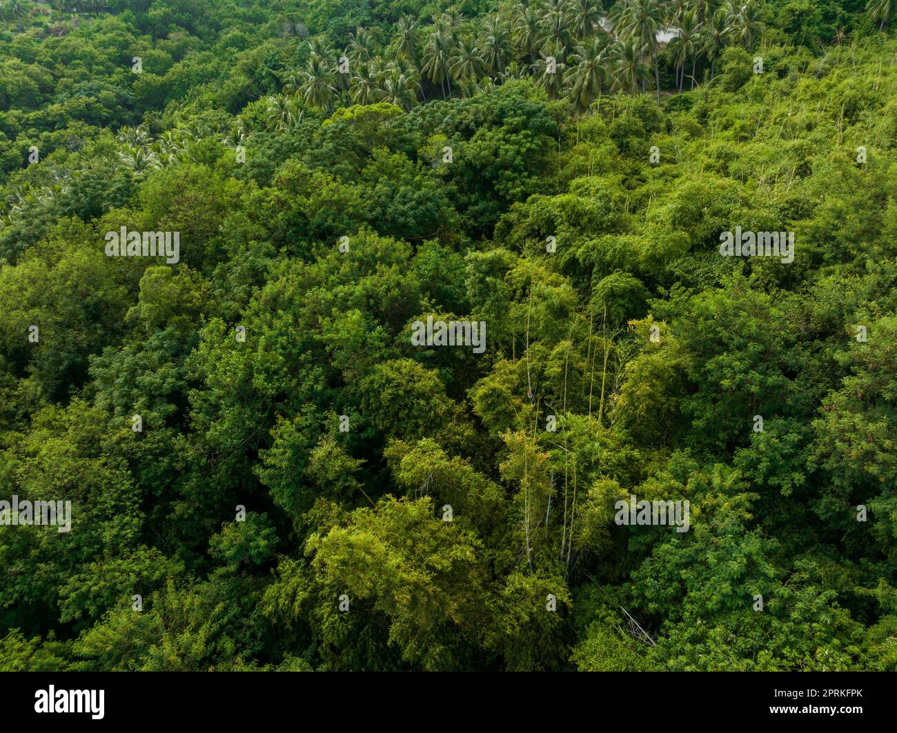 Top down view of the tropical forest jungle Stock Photo - Alamy
