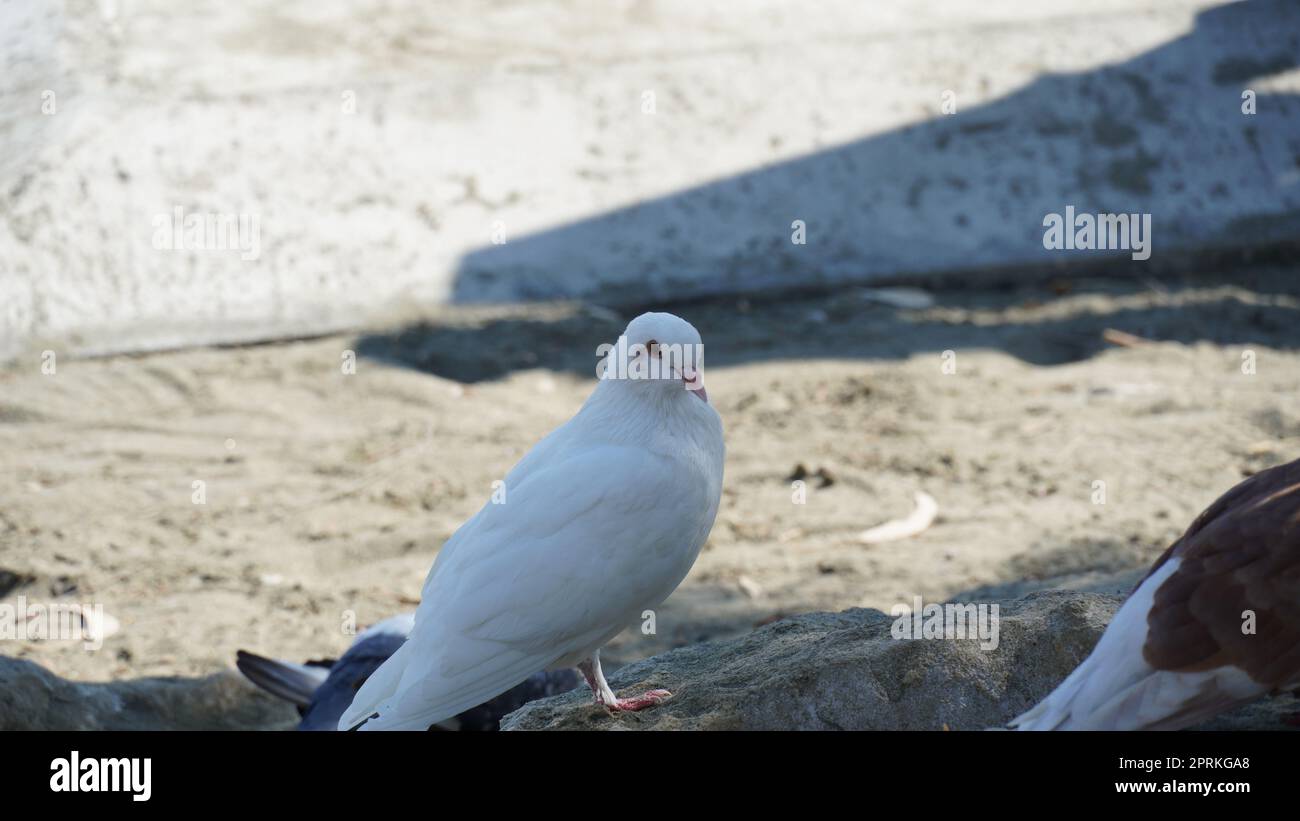 White Dove looking at photographer at the beach Stock Photo - Alamy