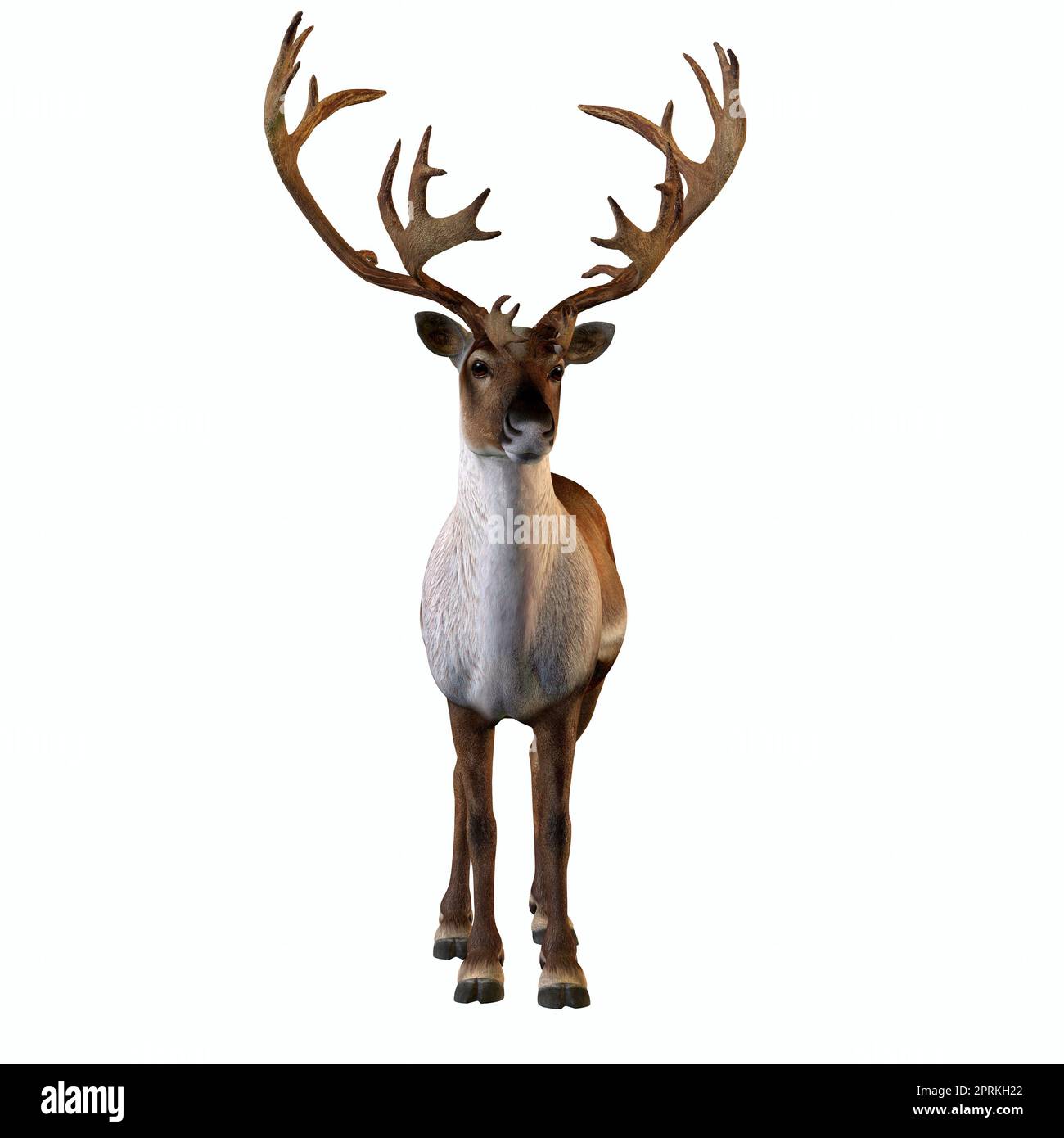 The Caribou deer also called a reindeer lives in the northern regions ...