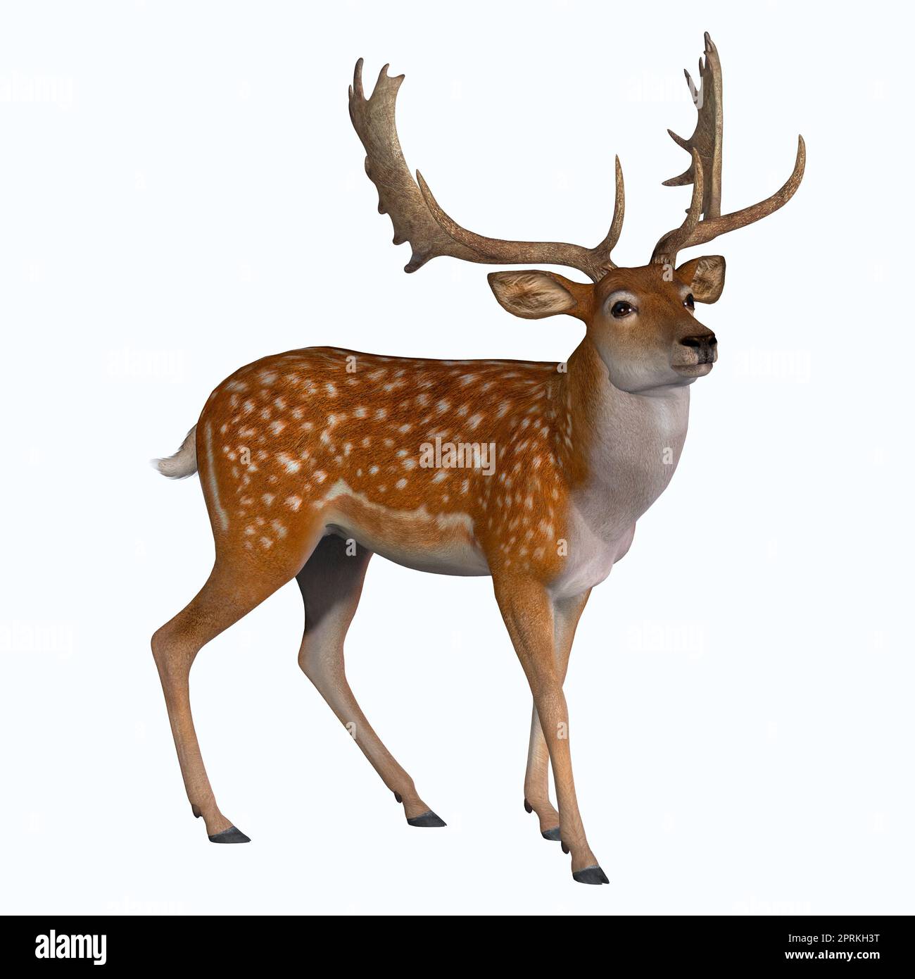 The Fallow deer can be traced back to Pleistocene Period and the ...