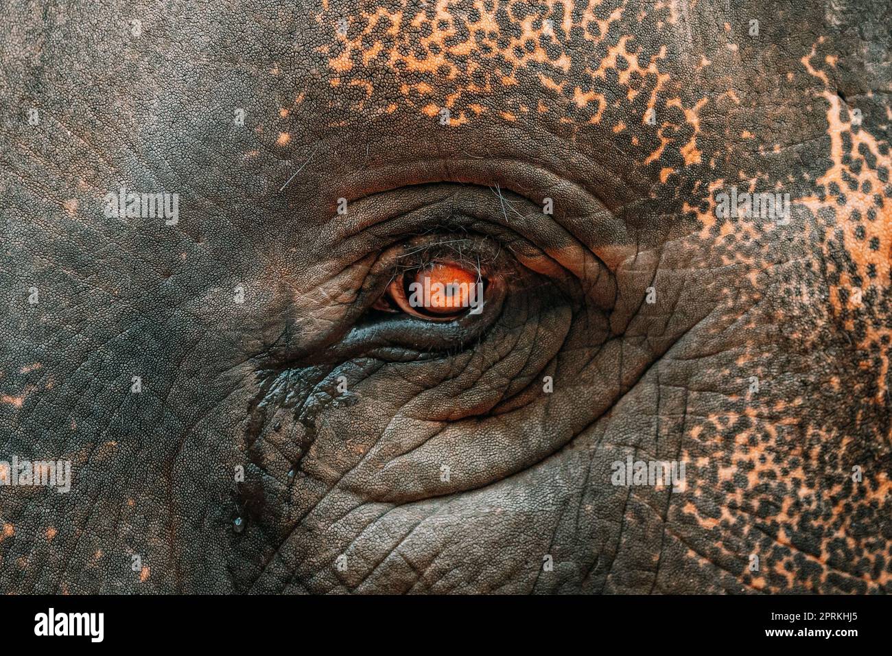 Goa, India. Close View Of Eye Of Elephant Cow Stock Photo - Alamy