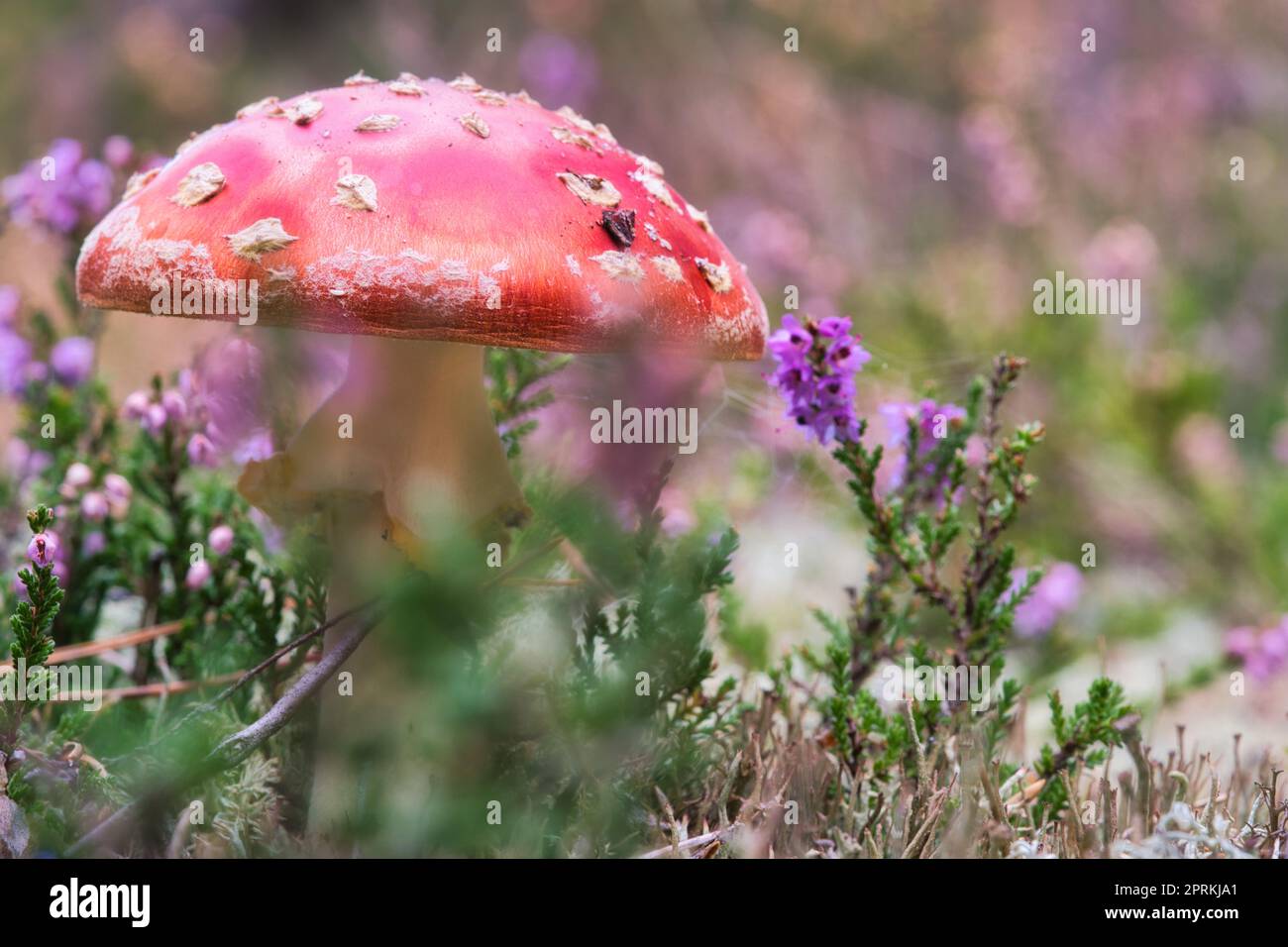 Toadstool in a heather field in the forest. Poisonous mushroom. Red cap ...