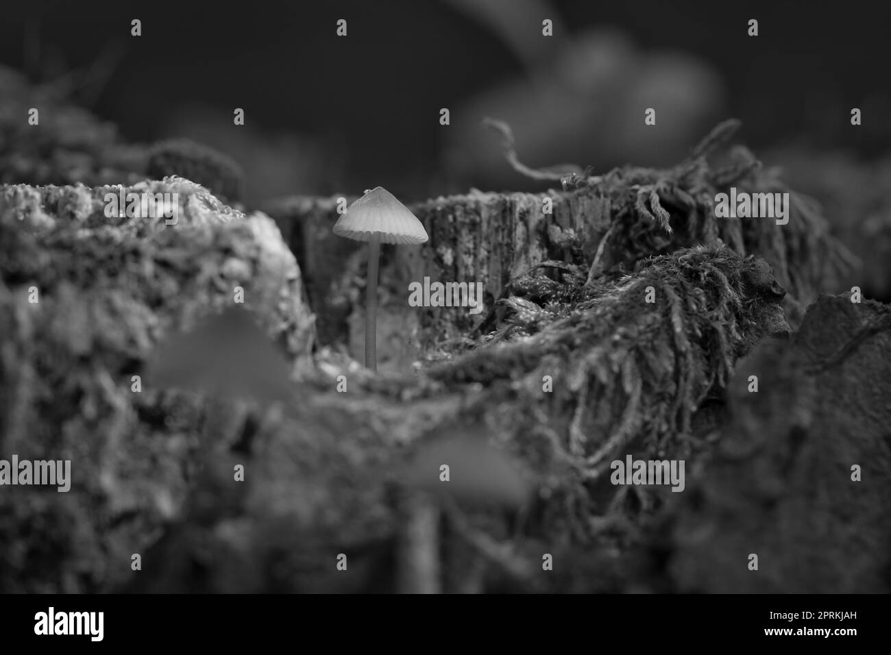 a filigree small mushroom in black and white taken in a tree root, with ...