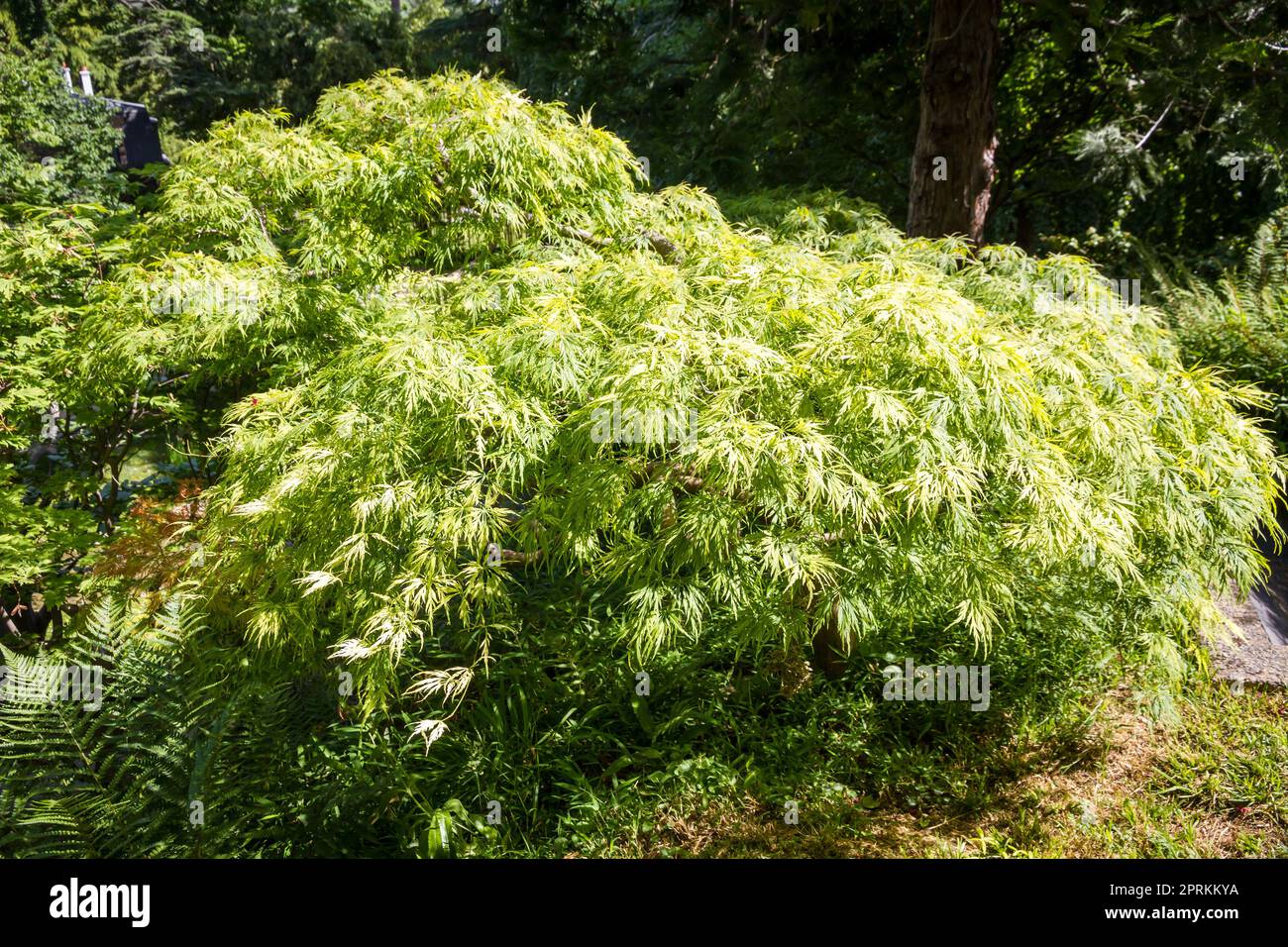 Japanese maple tree in a traditional zen garden Stock Photo - Alamy