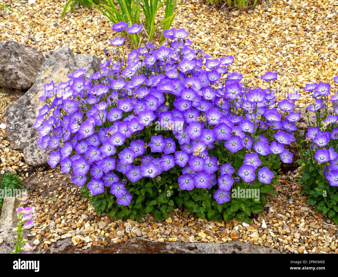 Campanula Samantha plant covered in blue flowers in a rock garden with ...