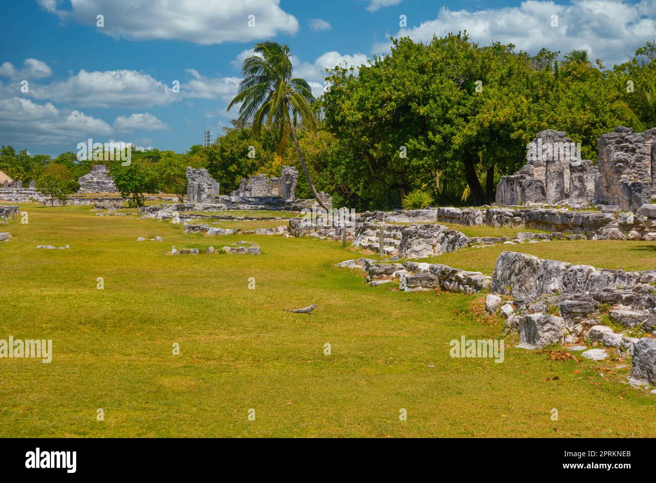 Iguana lizard in ancient ruins of Maya in El Rey Archaeological Zone ...