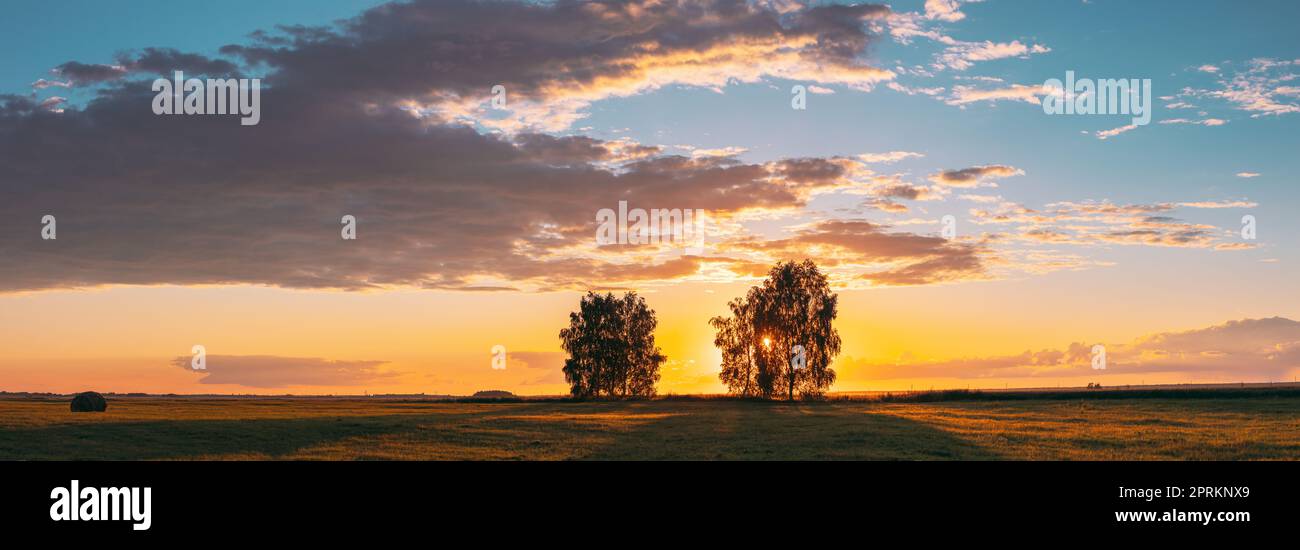Sun Shining Through Tree Canopy. Trees Woods In Meadow During Sunset ...