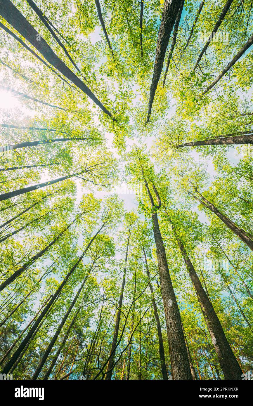 Looking Up In Beautiful Pine Deciduous Forest Trees Woods Canopy ...