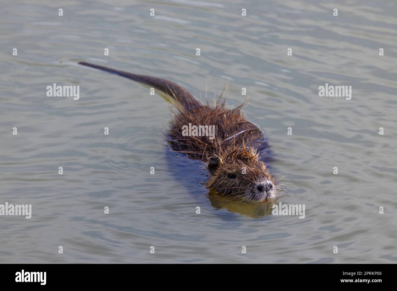 nutria swimming in water,Tuscany, Italy Stock Photo - Alamy