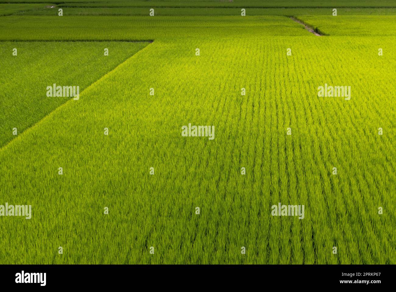 Fresh paddy rice field meadow Stock Photo - Alamy