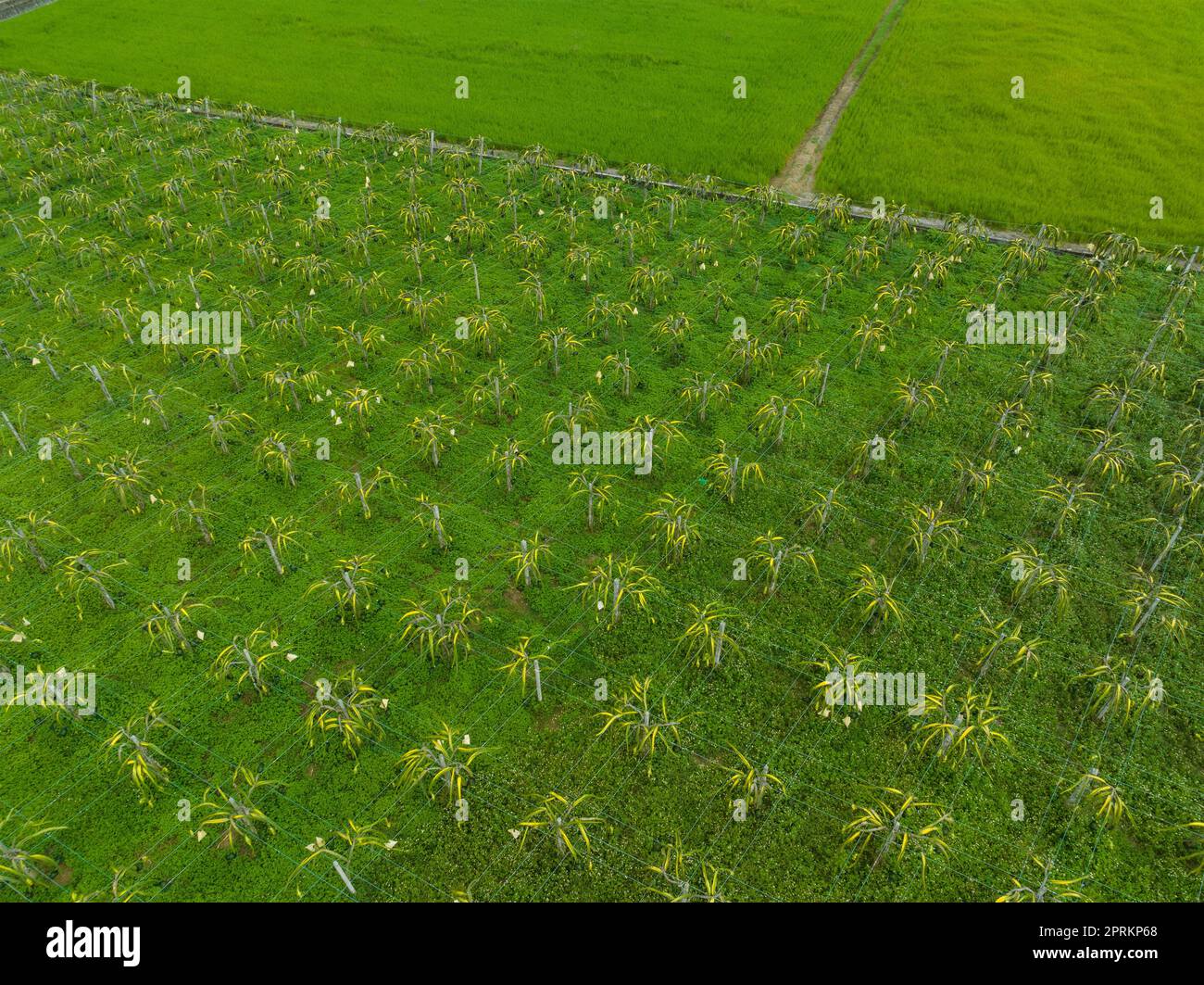 Top down view of dragon fruit field Stock Photo - Alamy