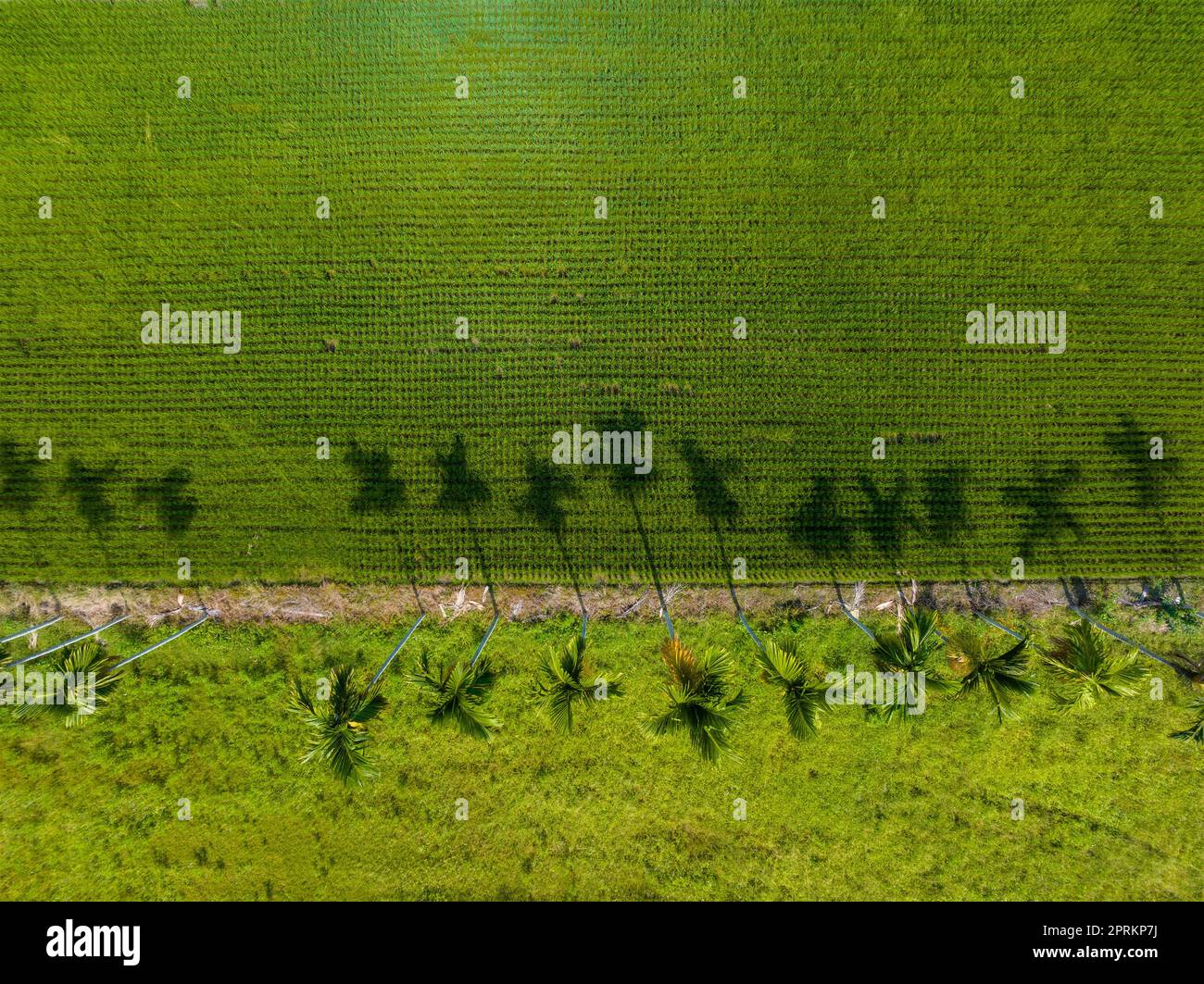 Top view of the rice field with tree shadow Stock Photo - Alamy