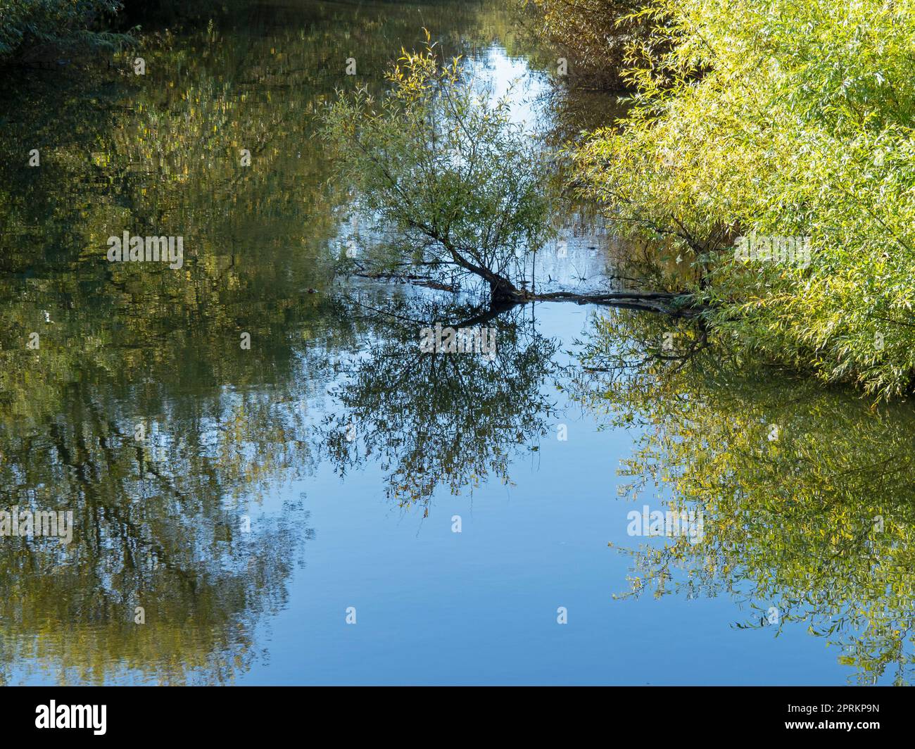 Tree branches overhanging a river and reflected on the surface water ...